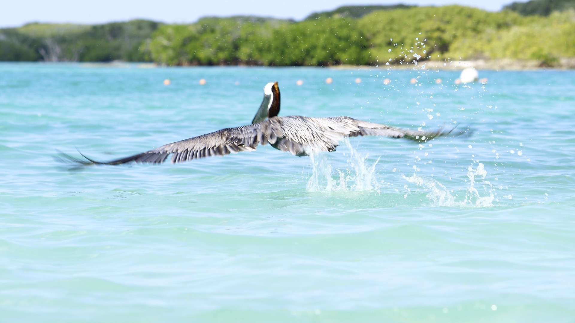 🐠 Isla Contoy Tour from Cancun | Cancun Sailing